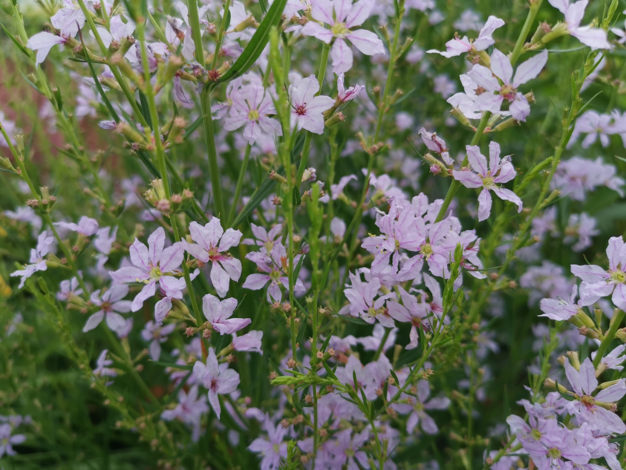 Lythrum virgatum Joy - GREEN Pflanzenhandel GmbH
